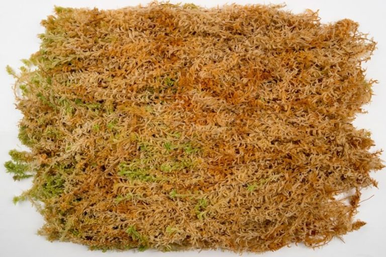 Spagmoss Sphagnum Moss - At the Root of Healthier Plants | Besgrow