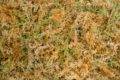 Spagmoss Sphagnum Moss - At the Root of Healthier Plants | Besgrow