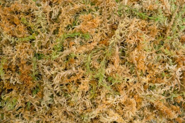 Spagmoss Sphagnum Moss - At the Root of Healthier Plants | Besgrow