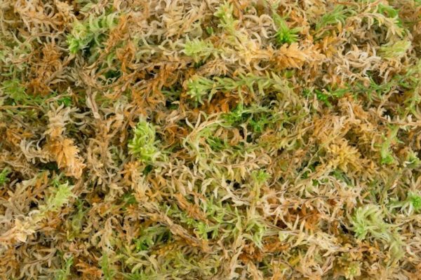Spagmoss Sphagnum Moss - At the Root of Healthier Plants | Besgrow