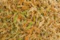 Spagmoss Sphagnum Moss - At the Root of Healthier Plants | Besgrow