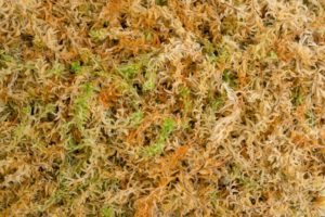 Spagmoss Sphagnum Moss - At the Root of Healthier Plants | Besgrow
