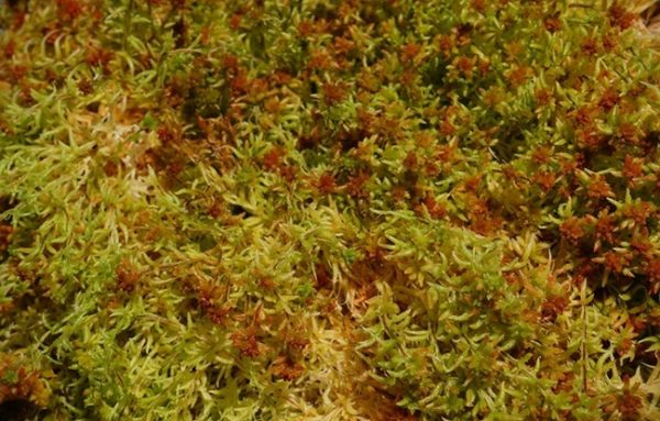 Spagmoss Product Options - Besgrow - At the Root of Healthier Plants